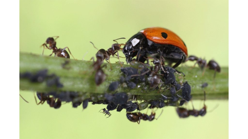 WiTcast Special – “วิทยาศาสตร์ของ Ant-Man” จัดสดที่มหาวิทยาลัยบางมด – WiTcast