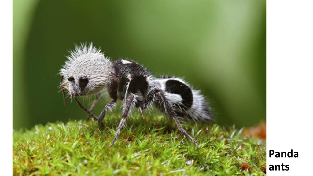 WiTcast Special – “วิทยาศาสตร์ของ Ant-Man” จัดสดที่มหาวิทยาลัยบางมด – WiTcast