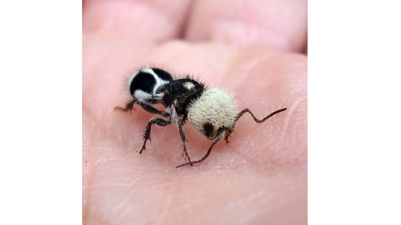 WiTcast Special – “วิทยาศาสตร์ของ Ant-Man” จัดสดที่มหาวิทยาลัยบางมด – WiTcast