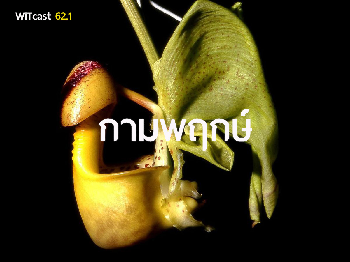 WiTcast – รายการคุยวิทย์ติดตลก พกไว้ฟังยามเปลี่ยวสมอง