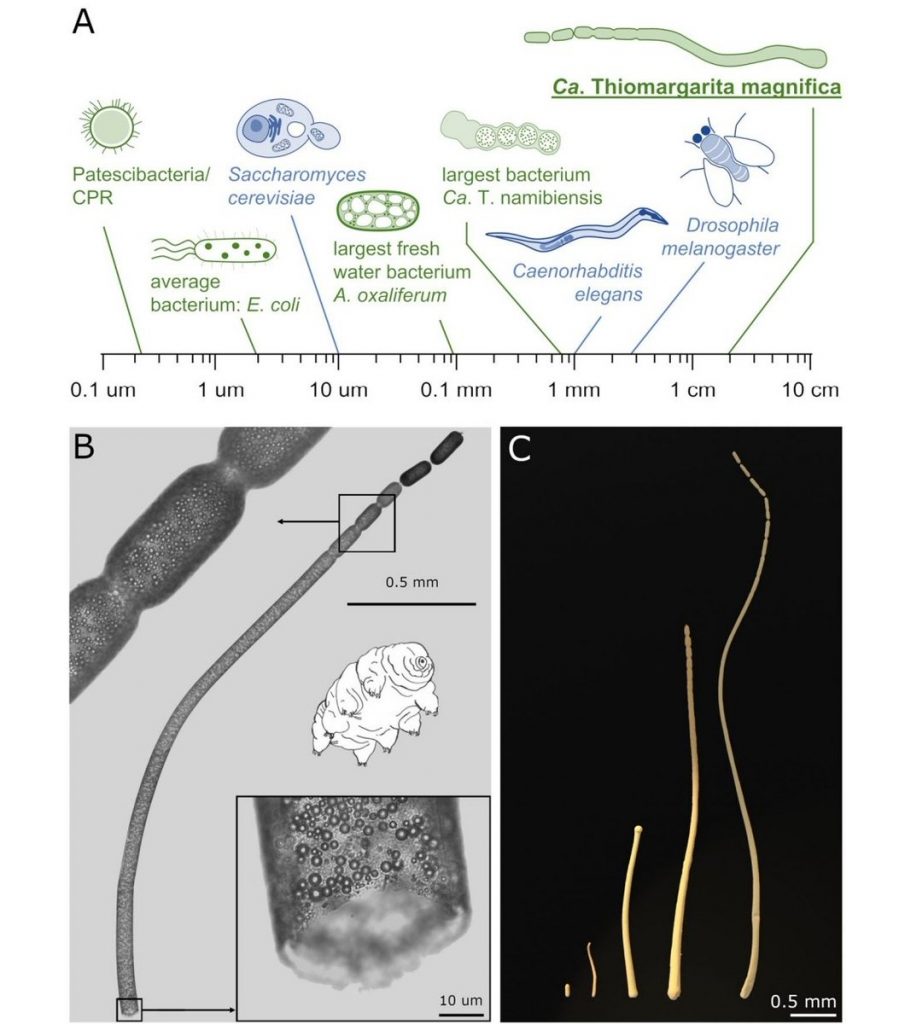 WiTcast 115.1 – จิบชาชงข่าว / ไว้อาลัยอ.ภาณุวรรณ / บักเตรีร่างใหญ่ / ตรวจโควิดจากน้ำทิ้ง / โควิด ...
